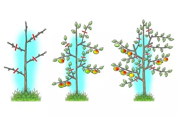 Colonum Apple Tree Trim Diagram