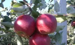 Переваги і недоліки, характеристики і опис сорту яблуні Червона гірка