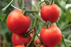 다양한 토마토 Avengo 및 그 특성에 대한 설명
