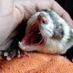 How to wean ferret to bite in the home conditions and teach the animal to hand 7439_3
