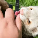 Com es pot mossegar les condicions de la llar i ensenyar a l'animal a la mà 7439_4