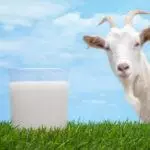 山羊牛奶的酸奶油：在家裡烹飪食譜 7442_3