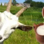 Crema agria de la leche de cabra: recetas de cocina en casa 7442_9