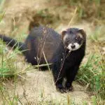 Black Ferret: Beschreibung und wie sieht aus wie, Ansichten und Woher, Lebensstil 7443_1