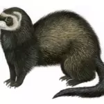 Black Ferret: Beschreibung und wie sieht aus wie, Ansichten und Woher, Lebensstil 7443_13