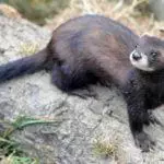 Black Ferret: Beschreibung und wie sieht aus wie, Ansichten und Woher, Lebensstil 7443_8