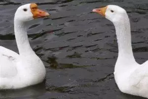 Hoe te externe borden kunt u een HUSAK onderscheiden van Goose, wat is het verschil