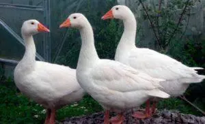 Paglalarawan at katangian ng Rhine breed Geese, ang kanilang diyeta at pag-aanak