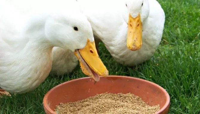 Feeder ສໍາລັບ Geese