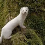 White ferret: Mga Tampok ng albinos, kalamangan at kahinaan ng nilalaman, pangangalaga 7454_1