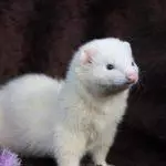 White Ferret: Albinos, satura plusi un mīnusi, aprūpe 7454_2