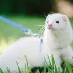 White Ferret: Lögun af albinos, kostir og gallar af efni, umönnun 7454_6