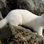 White Ferret: Χαρακτηριστικά Αλμπινός, Πλεονεκτήματα και Μειονεκτήματα Περιεχομένου, Φροντίδα 7454_7