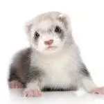 White ferret: Mga Tampok ng albinos, kalamangan at kahinaan ng nilalaman, pangangalaga 7454_8