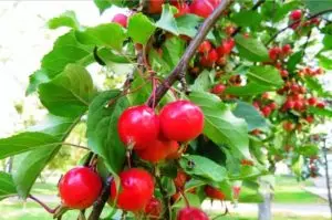 Kuvaus, Apple Tree Berryn ominaisuudet ja alkuperä, sääntöjä kasvaa ja hoitoa varten