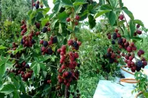 Com i què alimentar les mores a la primavera, l'estiu i la tardor durant la floració i la fructització