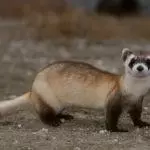 American Ferret: ការពិពណ៌នាអំពីពូជពង្ស blackthorn និងកន្លែងដែលពួកគេរស់នៅរបៀបរស់នៅ 7460_1