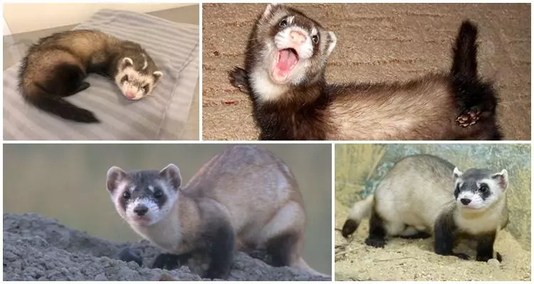 Ferret Amerika