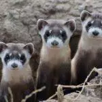 American Ferret: ការពិពណ៌នាអំពីពូជពង្ស blackthorn និងកន្លែងដែលពួកគេរស់នៅរបៀបរស់នៅ 7460_3