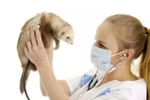 Awọn aami aisan ti awọn arun ti awọn ferrets ati kini lati ṣe ni ile