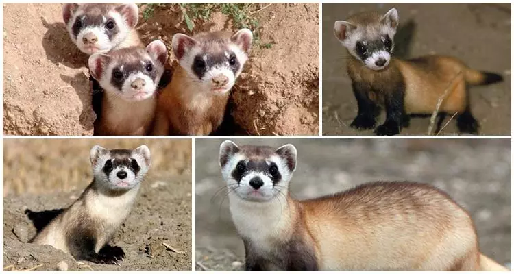 ამერიკული Ferret