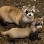 American Ferret: O se faʻamatalaga o le Blackthorn ituaiga ma le mea latou te nonofo ai, o le olaga atoa 7460_7