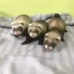 Ferret ອາເມລິກາ: ລາຍລະອຽດຂອງການປັບປຸງພັນ blackthorn ແລະບ່ອນທີ່ພວກເຂົາອາໄສຢູ່, ຊີວິດການເປັນຢູ່ 7460_8