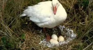 Димензии и чекор-по-чекор инструкции за создавање гнезда за гуски со свои раце