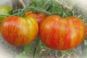 Popis rajčatových odrůdových tukových lahví a jeho vlastností