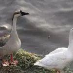 ¿Cuál es la diferencia entre las gours de los cisnes: cuál es la diferencia y las características de dos pájaros? 7469_1