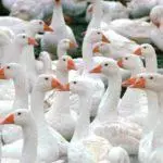 Qual é a diferença entre gours de cisnes: Qual é a diferença e características de dois pássaros 7469_2