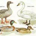 Wat is het verschil tussen Gours van Swans: Wat is het verschil en kenmerken van twee vogels 7469_4