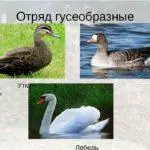 Jaka jest różnica między gourami z łabędzi: jaka jest różnica i cechy dwóch ptaków 7469_5