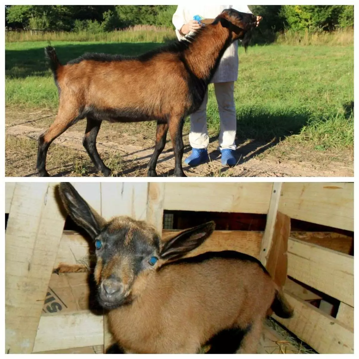 Descripció de les cabres tripulades txeques i les regles del contingut, quant costen els animals