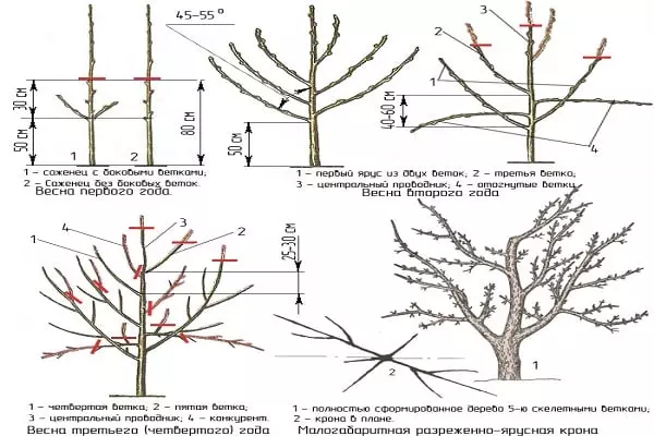 드워프 사과 나무의 절단 방법 : 봄, 여름 및 가을의 기본 형성 방법