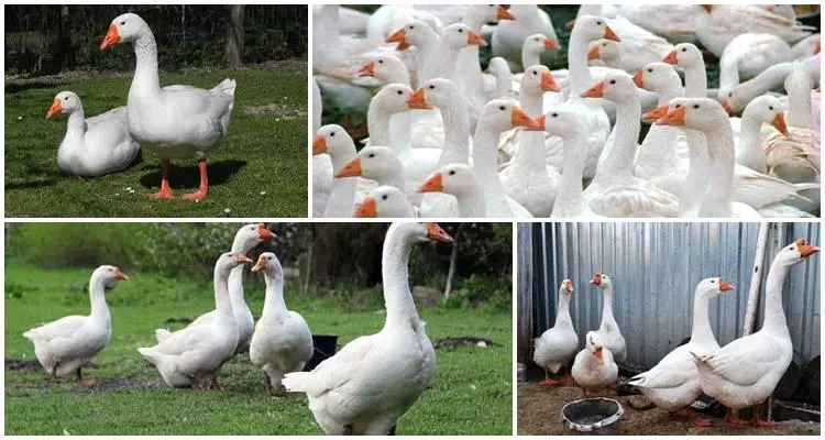 geese ການໃຫ້ອາຫານ