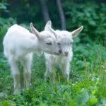 Скільки живуть кози: показники в домашніх умовах і як продовжити термін 7481_2