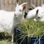 Скільки живуть кози: показники в домашніх умовах і як продовжити термін 7481_7