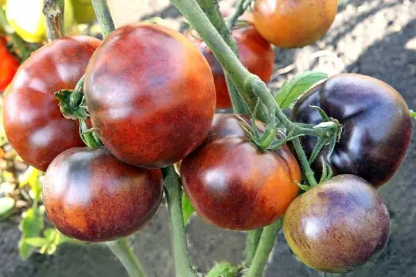 Tomato Ivana da Marya