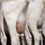 Дијареа има коза: можни причини и што да прават, методи на лекување и превенција 7489_10