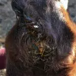 Cirit-birit mempunyai kambing: sebab yang mungkin dan apa yang perlu dilakukan, kaedah rawatan dan pencegahan 7489_4