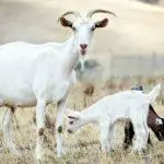 Дијареа има коза: можни причини и што да прават, методи на лекување и превенција 7489_9