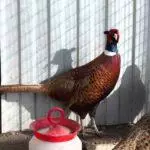 घर मा pheasants को लागी: पहिलो दिनहरु बाट आहार 7495_3