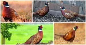 Опис ловачких фазана и пасмине, узгој и нега