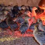 घर मा pheasants को लागी: पहिलो दिनहरु बाट आहार 7495_6