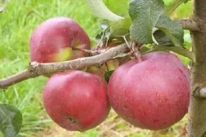 Katrangan saka kelas apel Babushino, karakteristik woh-wohan lan resistensi penyakit