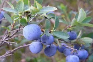 藍莓的特點和描述是令人責任，著陸和照顧的