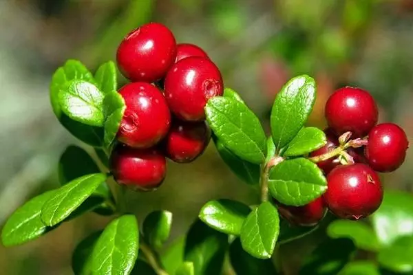 Berries Tkabbir