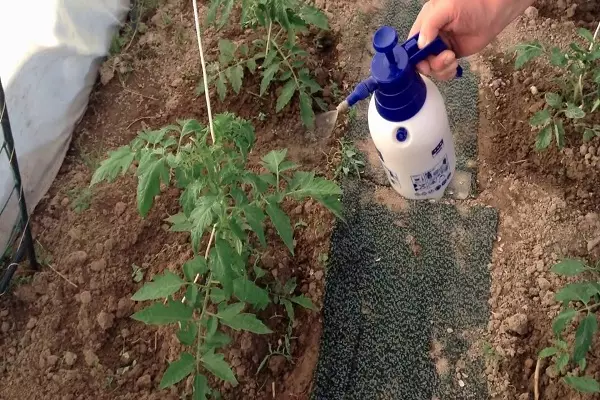Fertilizantes para tomates