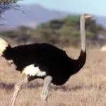 Somalia Ostrich: Deskripsi subspesies, reproduksi dan diet 7508_1